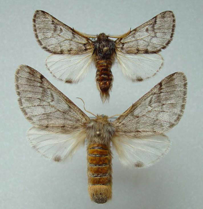 La Processionaria - Foto e informazioni dettagliate sulla processionaria